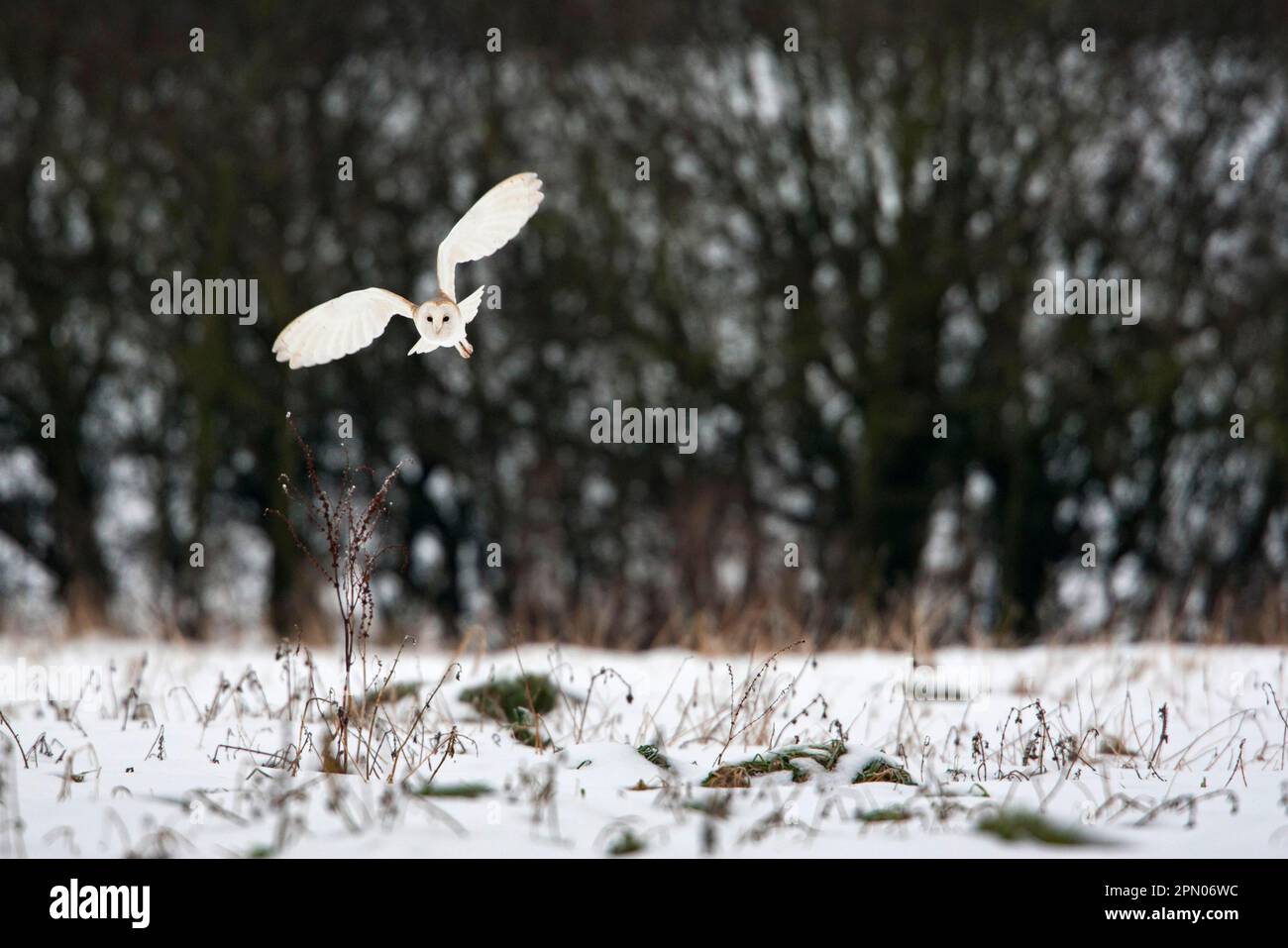 Common barn owl (Tyto alba) adult, in flight, hunting over snowy ...