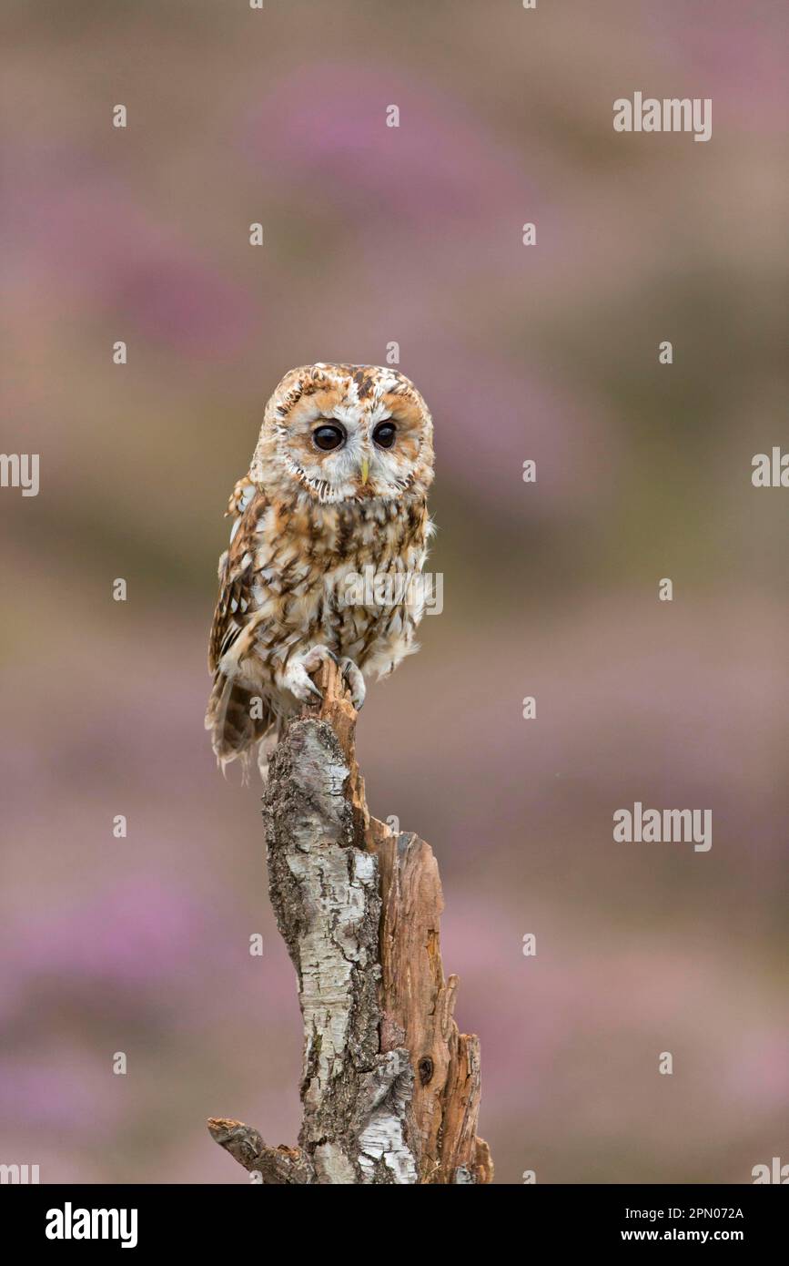 Tawny owl (Strix aluco) adult, perched on a stump, with flowering ...