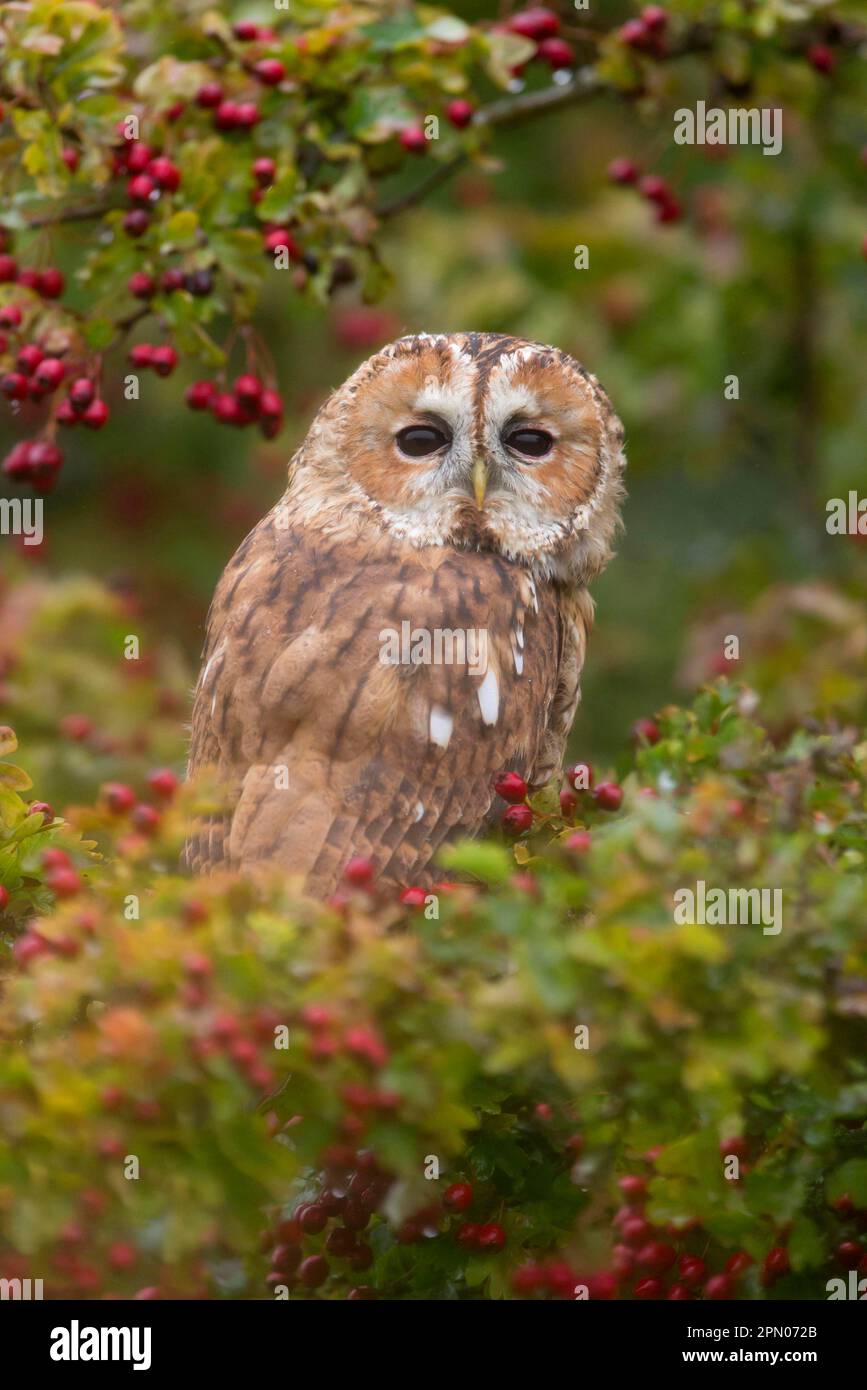 Common tawny owl hi-res stock photography and images - Alamy