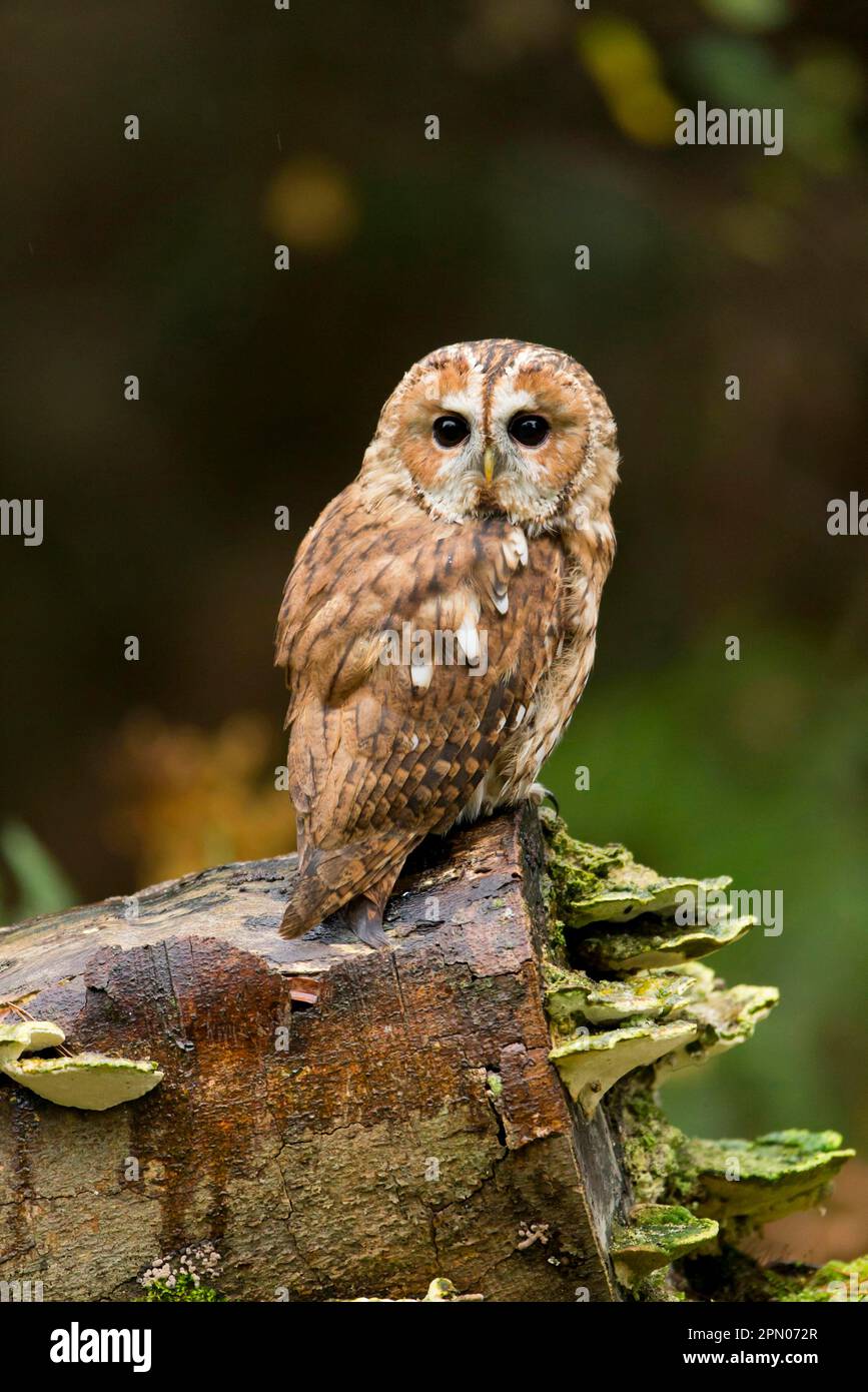 Tawny Owl, tawny owls (Strix aluco), Owls, Animals, Birds, Owls, Tawny ...