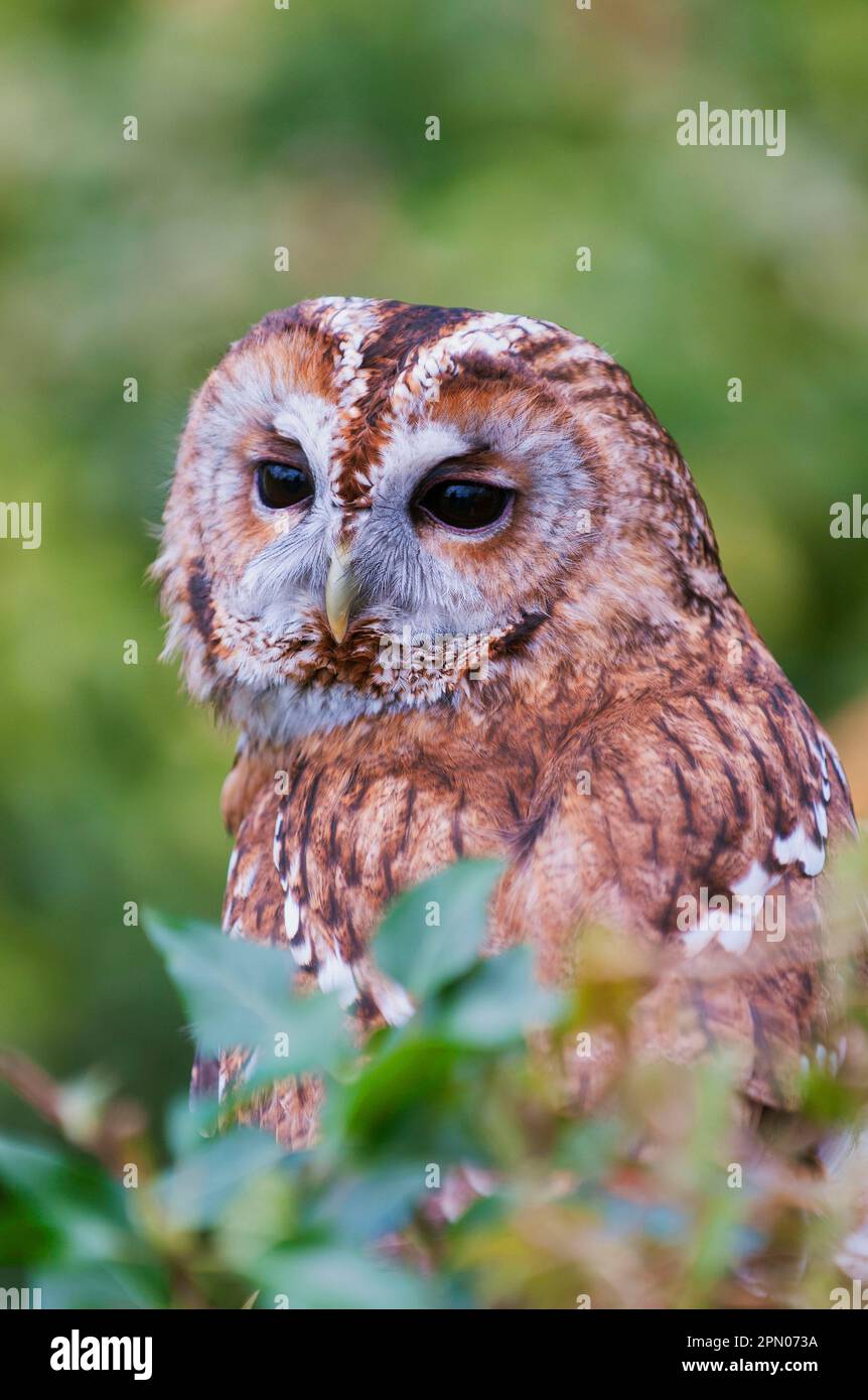 Tawny Owl, tawny owls (Strix aluco), Owls, Animals, Birds, Owls, Tawny ...