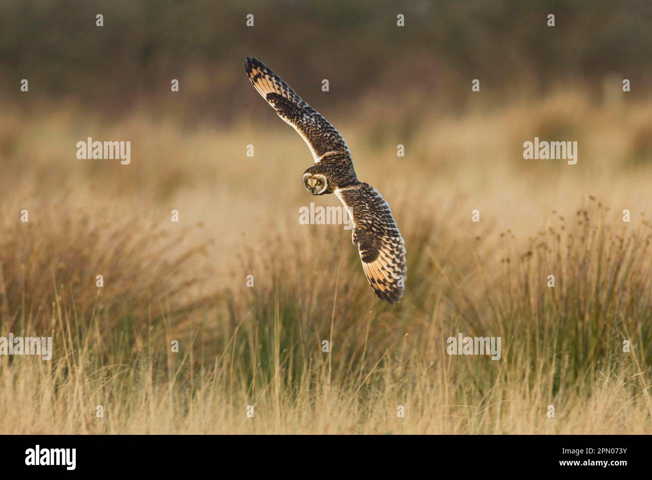 Short-eared owl (Asio flammeus) adult, in flight, hunting over rough ...