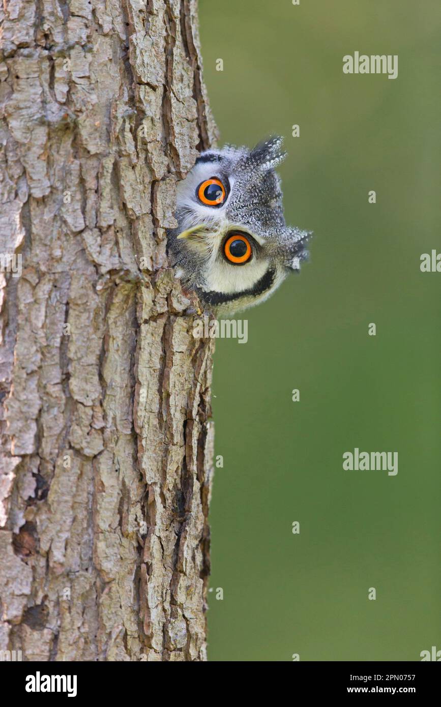 Bush Owl, White-faced Scops Owl, Bush Owls (Ptilopsis leucotis), White ...