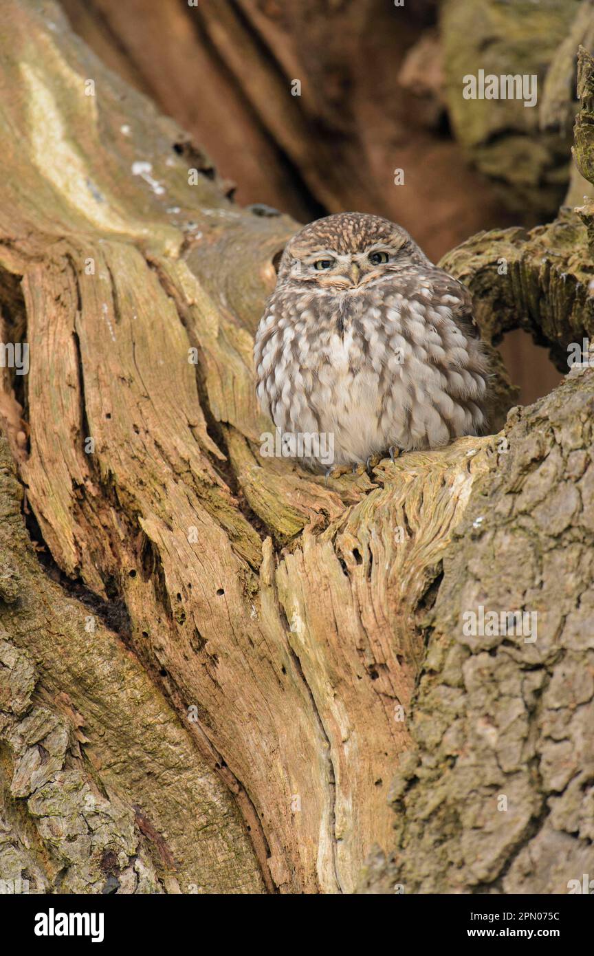 Little Owl, little owls (Athene noctua), Owls, Animals, Birds, Owls ...