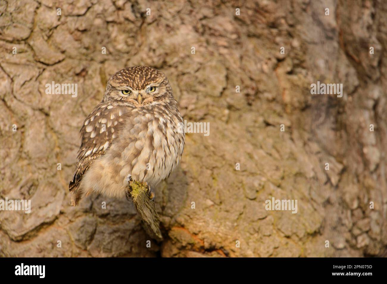 Little Owl, little owls (Athene noctua), Owls, Animals, Birds, Owls ...