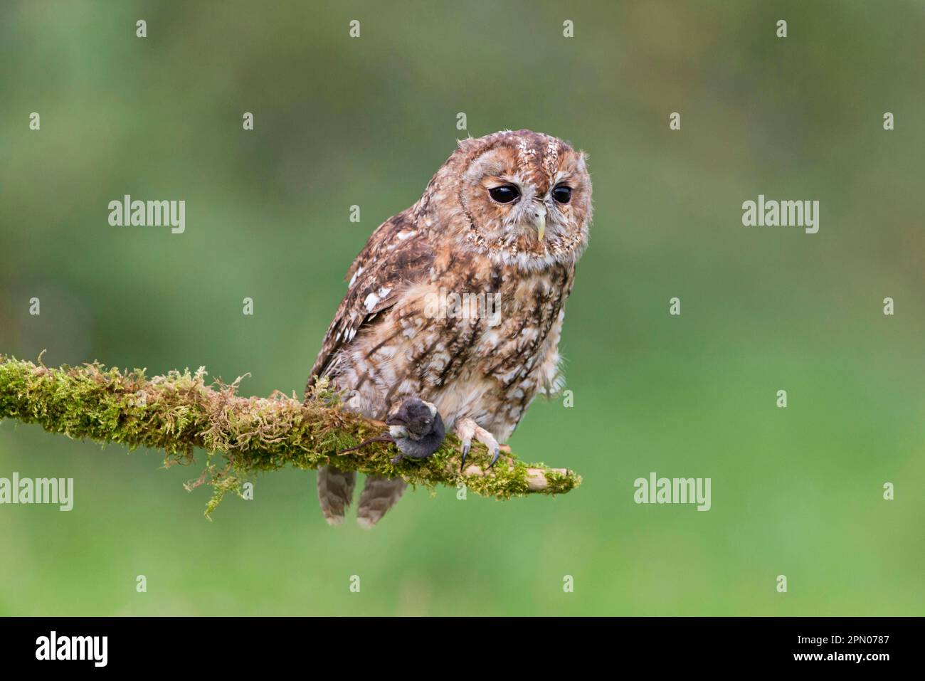 Tawny owl (Strix aluco) adult, with common shrew (Sorex araneus) as ...