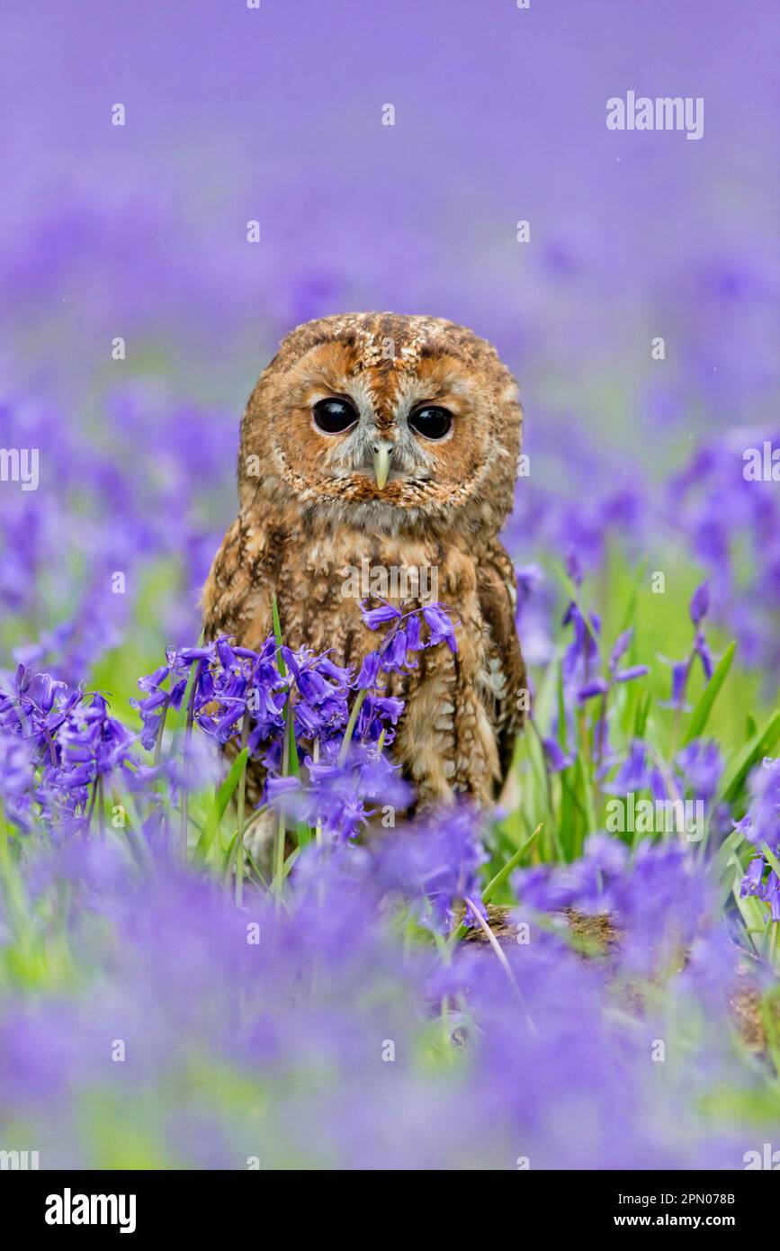 Tawny Owl, tawny owls (Strix aluco), Owls, Animals, Birds, Owls, Tawny ...