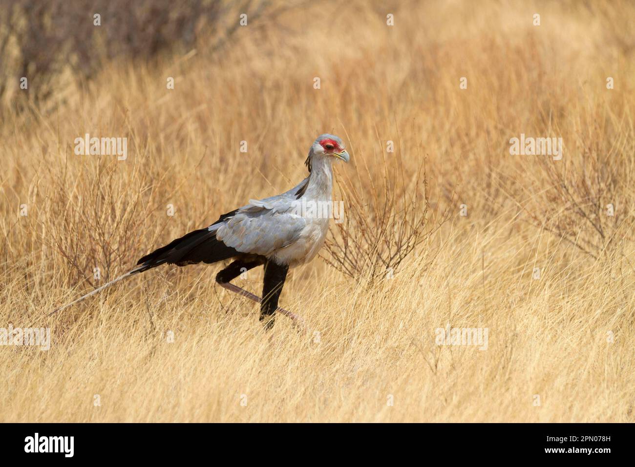 Secretary bird (Sagittarius serpentarius), Birds of prey, Animals ...
