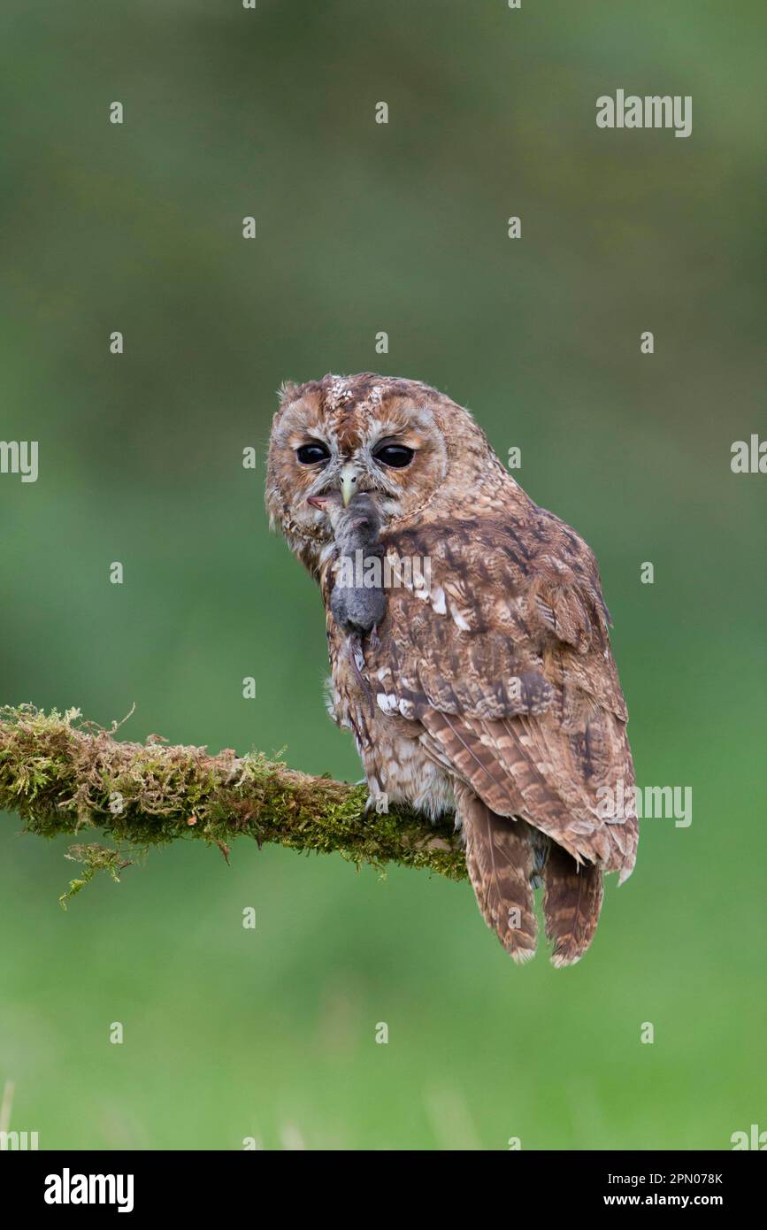 Tawny owl (Strix aluco) adult, with common shrew (Sorex araneus) as ...