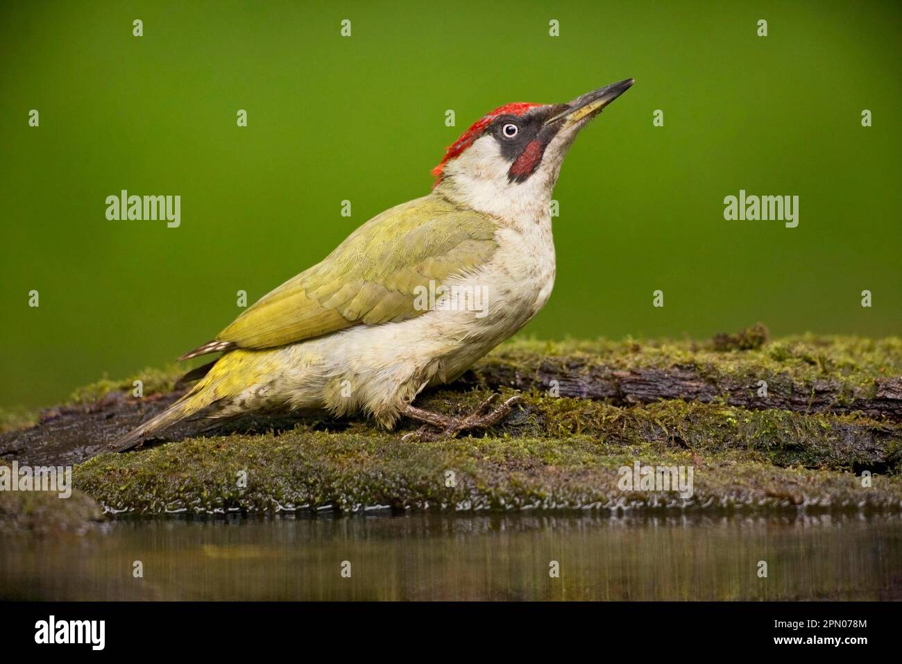 European Green Woodpecker (Picus viridis) adult male, standing at pool ...