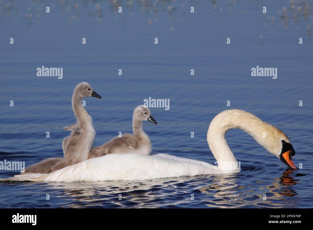 Mute Swan (Cygnus olor) adult, with two cygnets riding on back ...