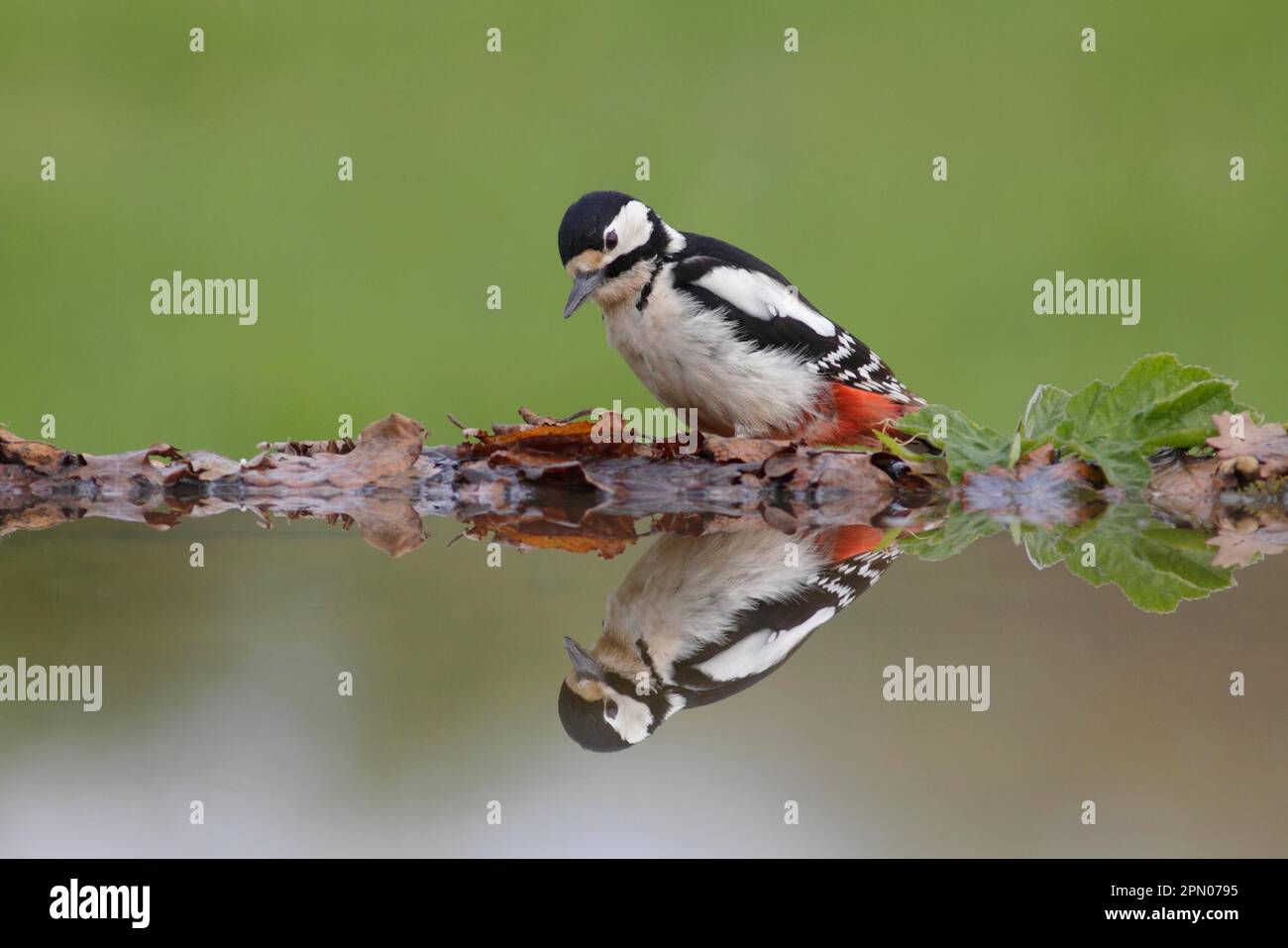 Great Spotted Woodpecker (Dendrocopos major) adult female, standing at ...