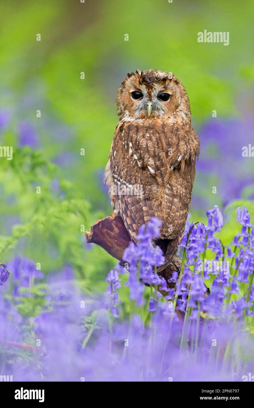 Tawny Owl, tawny owls (Strix aluco), Owls, Animals, Birds, Owls, Tawny ...