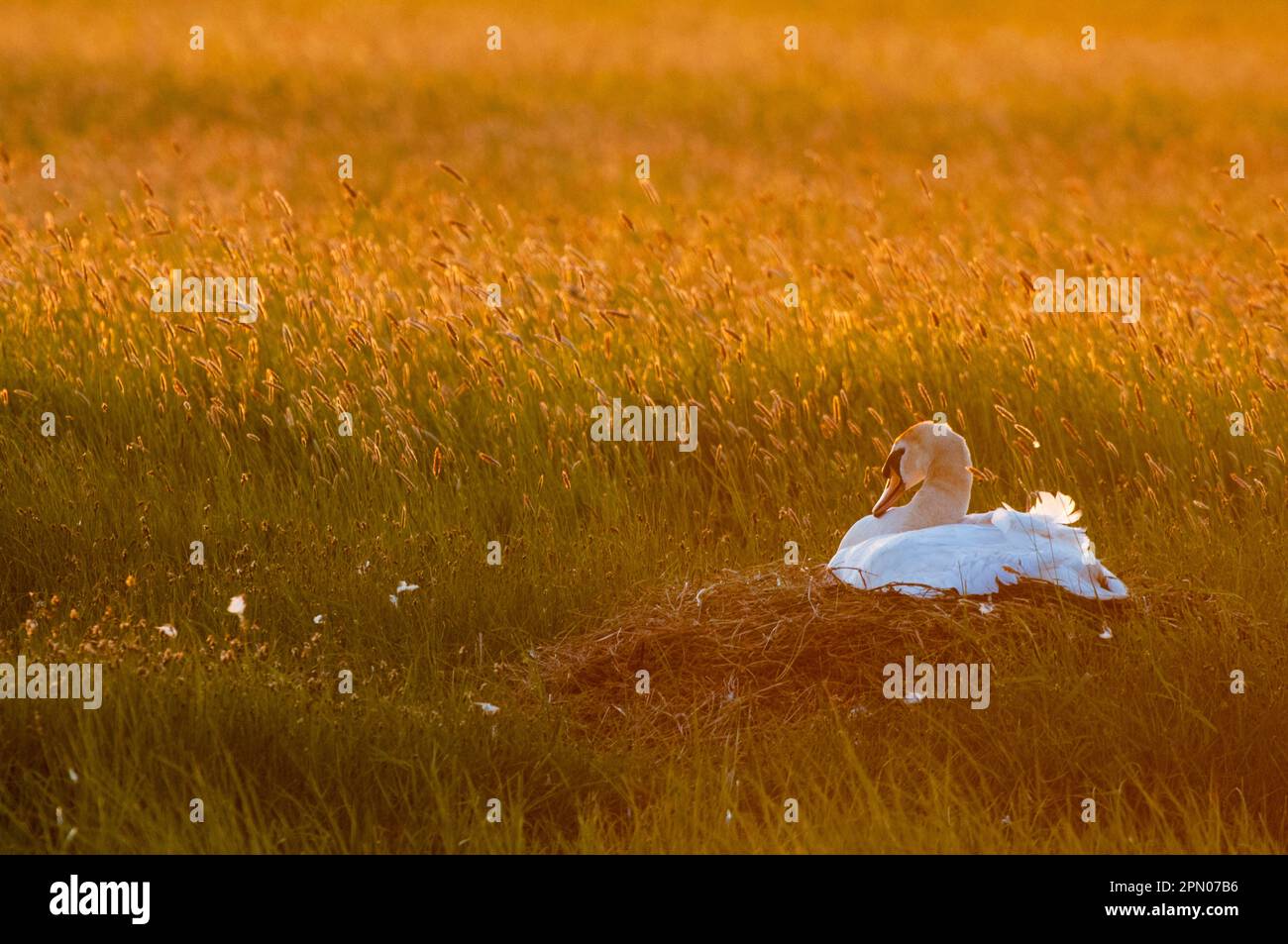 Mute Swan (Cygnus olor) adult, sitting on nest at sunset, Elmley ...