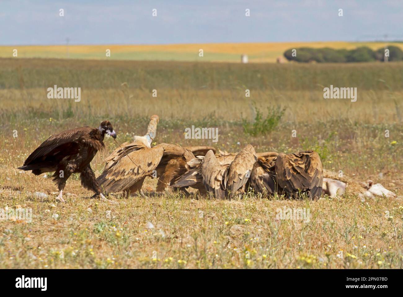 Eurasian Black Vulture (Aegypius monachus) juvenile, and Eurasian ...