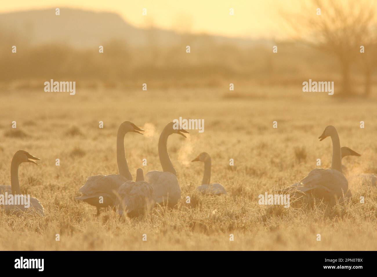 Animal breath cold air hi-res stock photography and images - Alamy