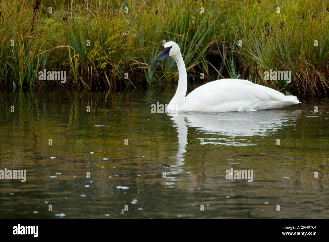 Cygnus, Trumpeter Swan, trumpeter swans (cygnus buccinator), Goose ...
