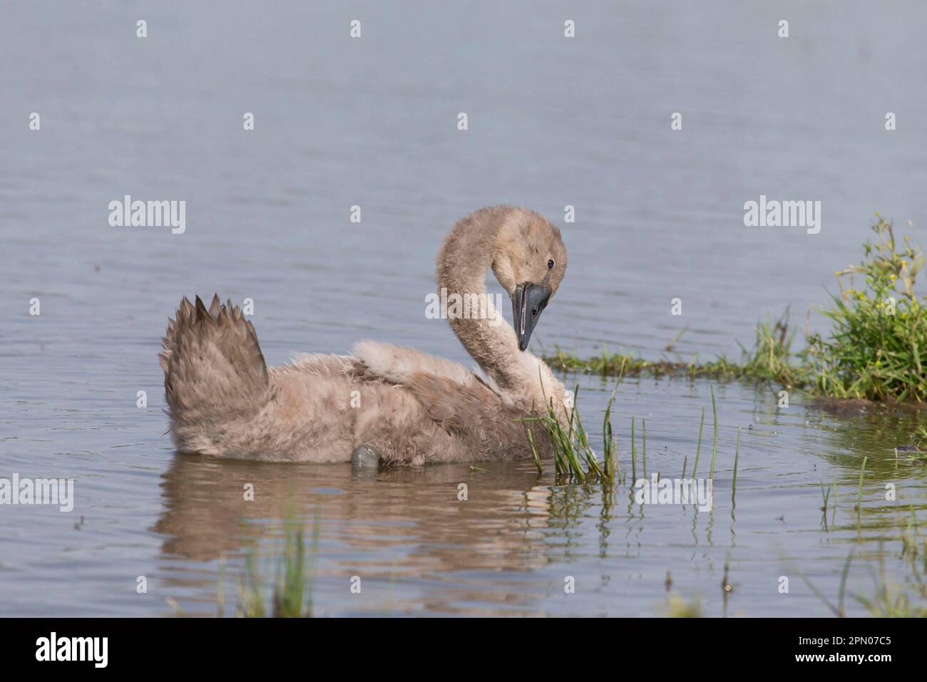 Mute Swan (Cygnus olor) cygnet, preening on water, Suffolk, England ...
