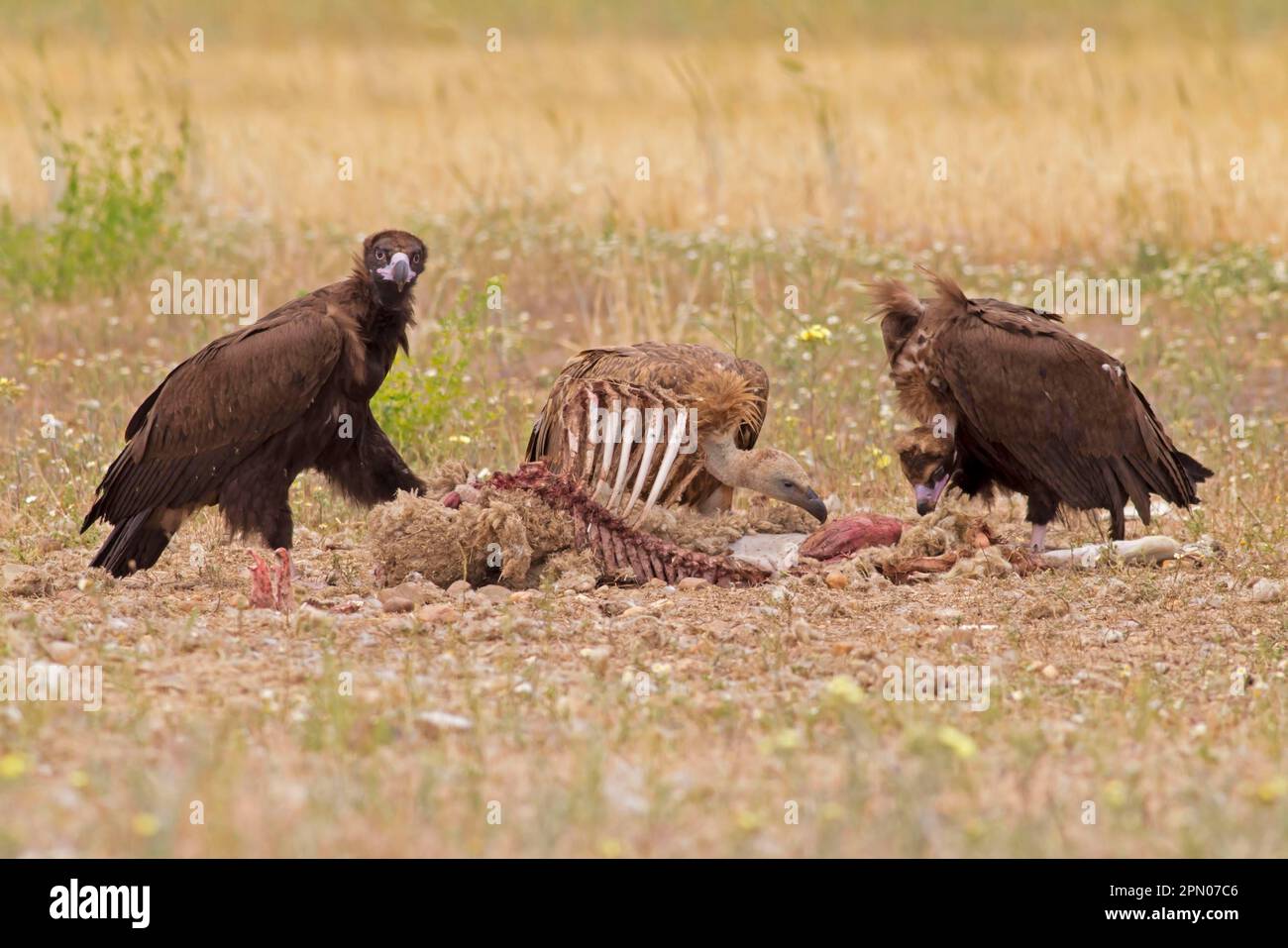 Eurasian Black Vulture (Aegypius monachus) two juveniles, and Eurasian ...