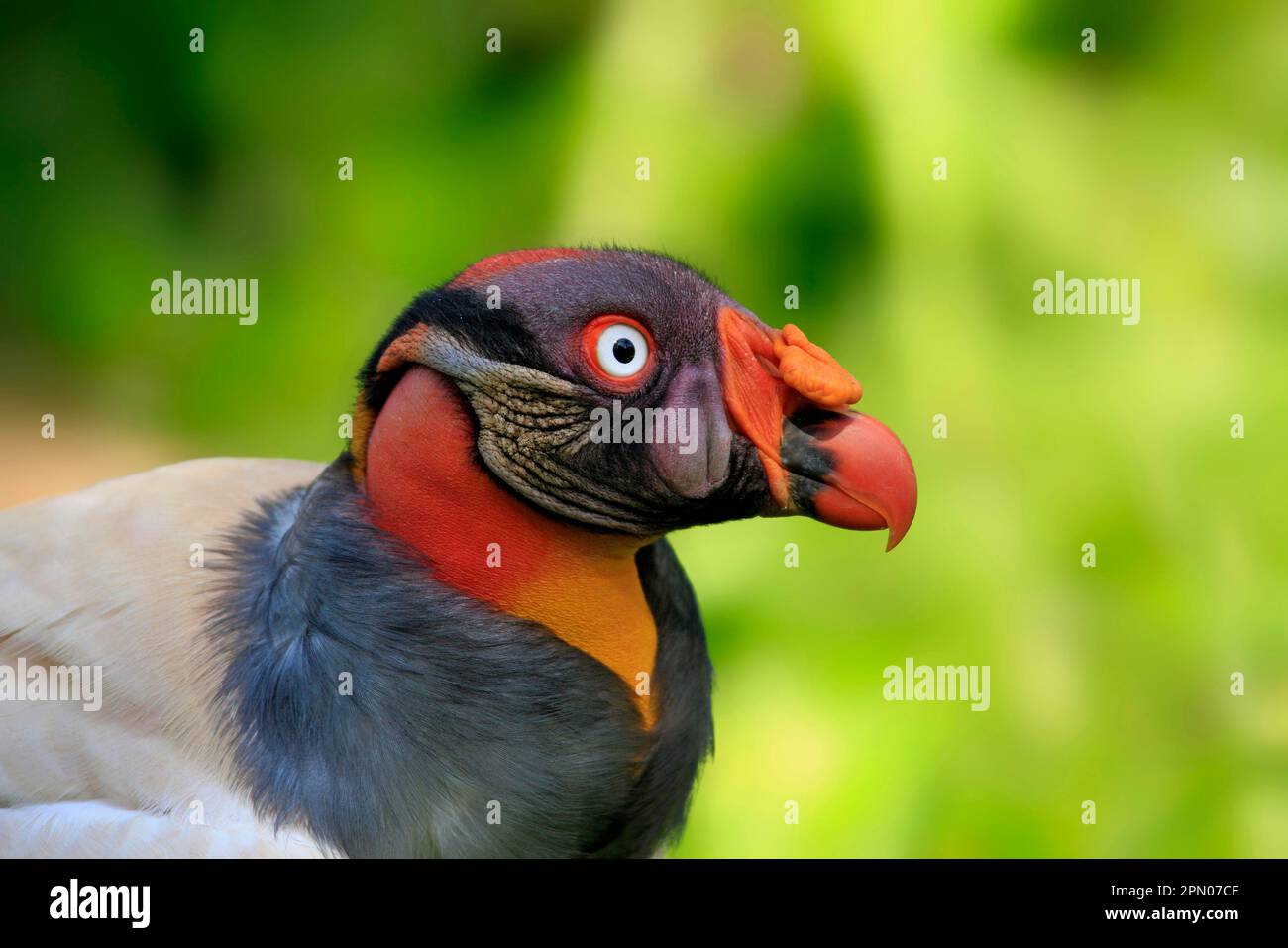 King vulture (Sarcoramphus papa), vultures, birds of prey, animals ...