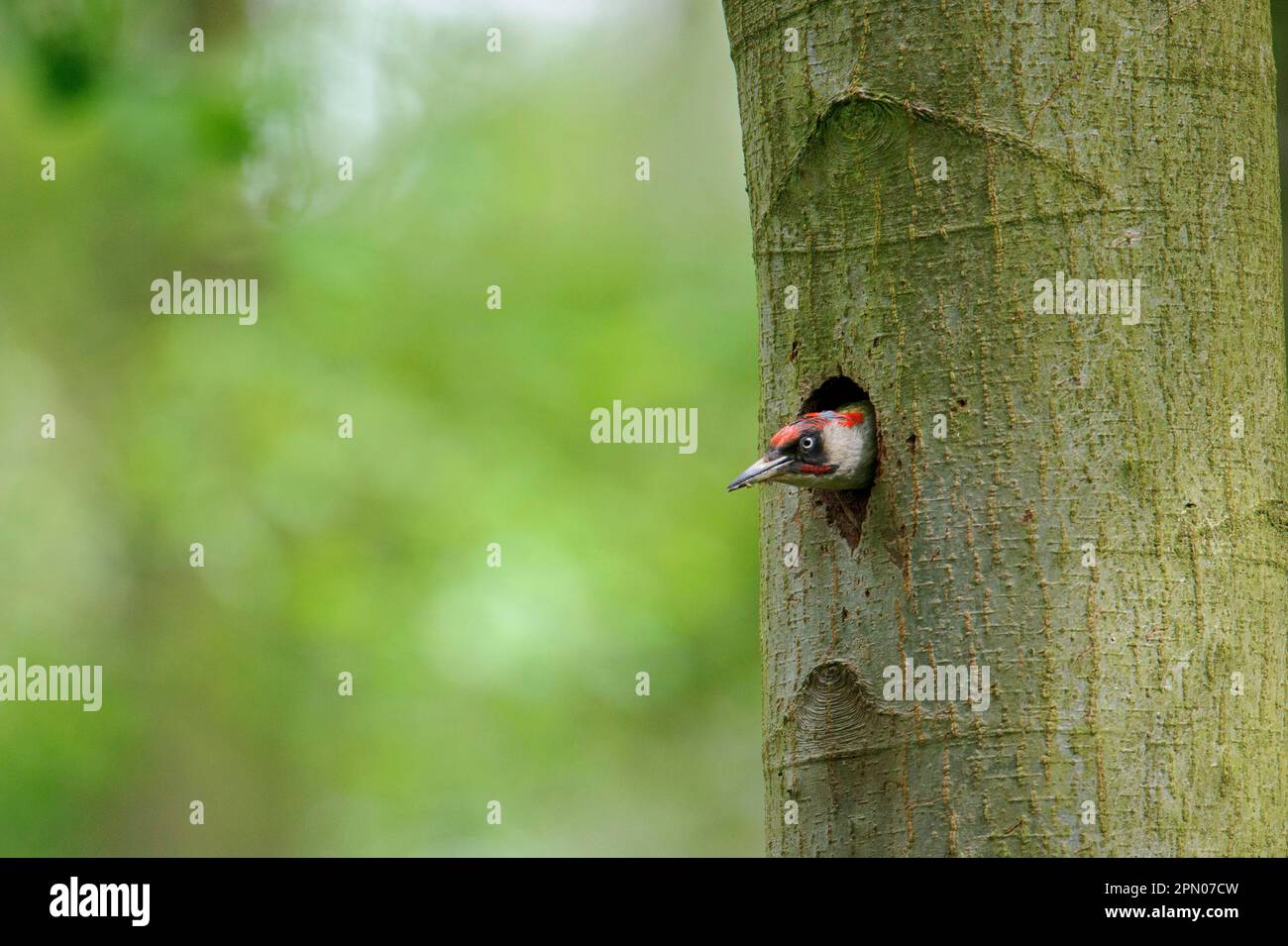 European Green Woodpecker (Picus viridis) adult male, emerging from ...