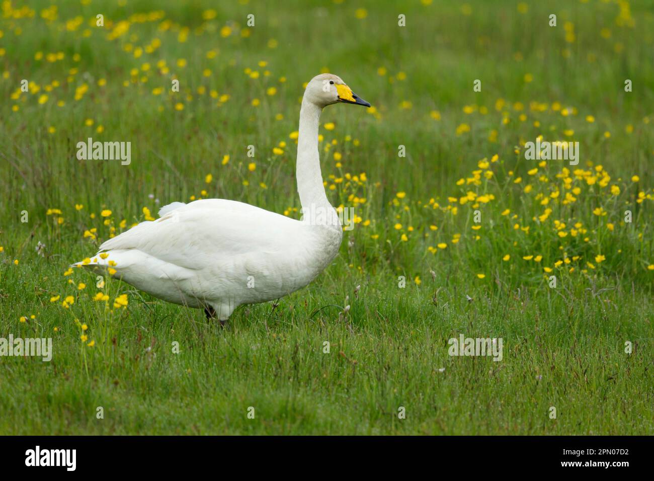 Adult whooper swan (Cygnus cygnus), standing in meadow with flowering ...