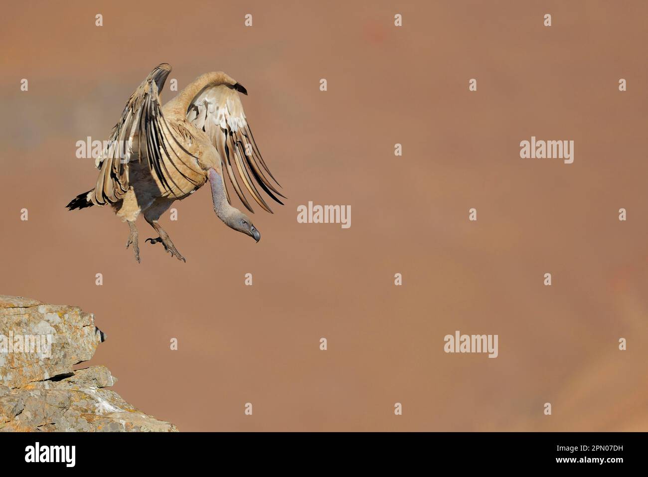 Cape griffon (Gyps coprotheres) adult, in flight, taking off from the ...