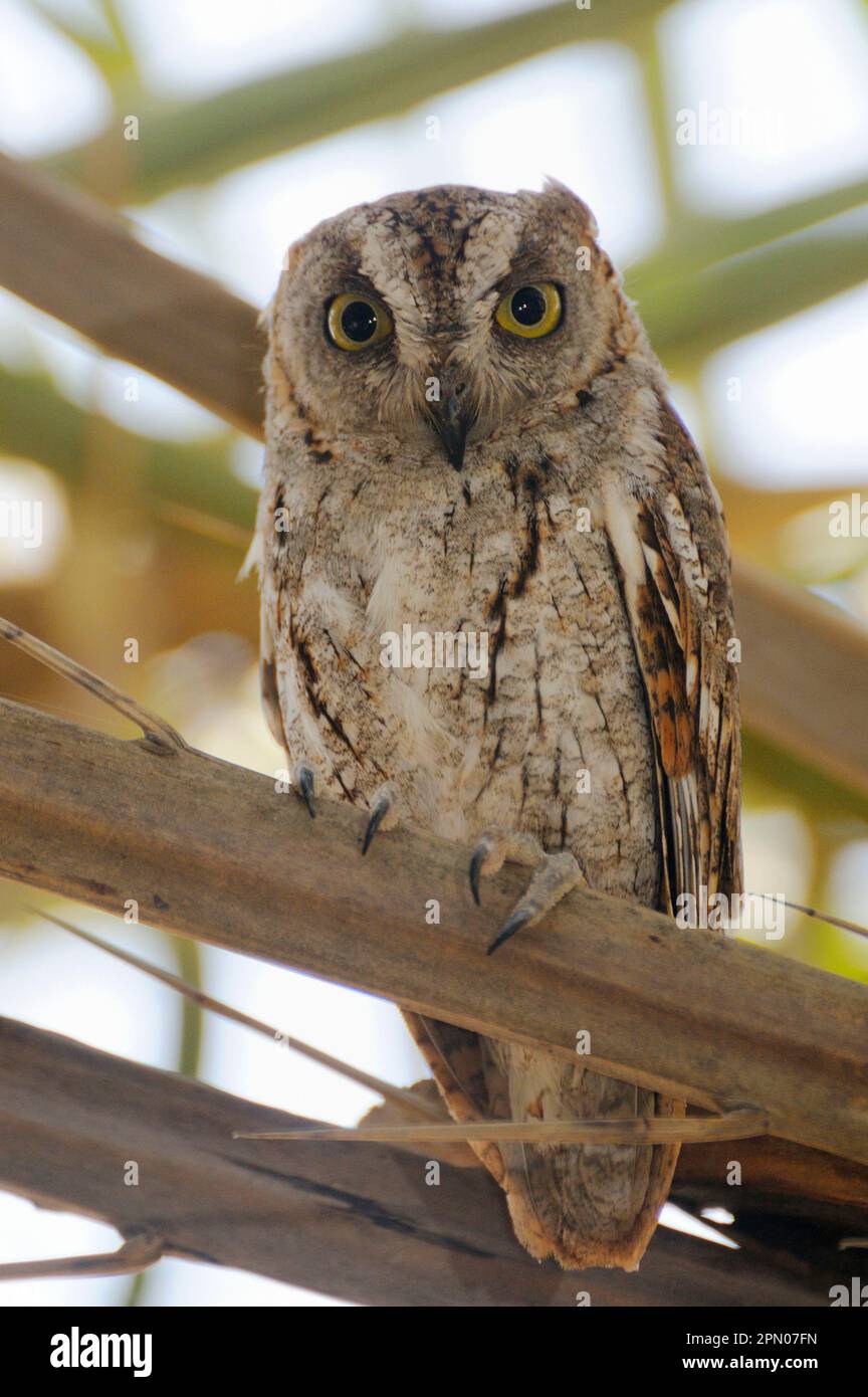 Socotra Scops-owl (Otus socotranus) adult, roosting in tree, Socotra ...