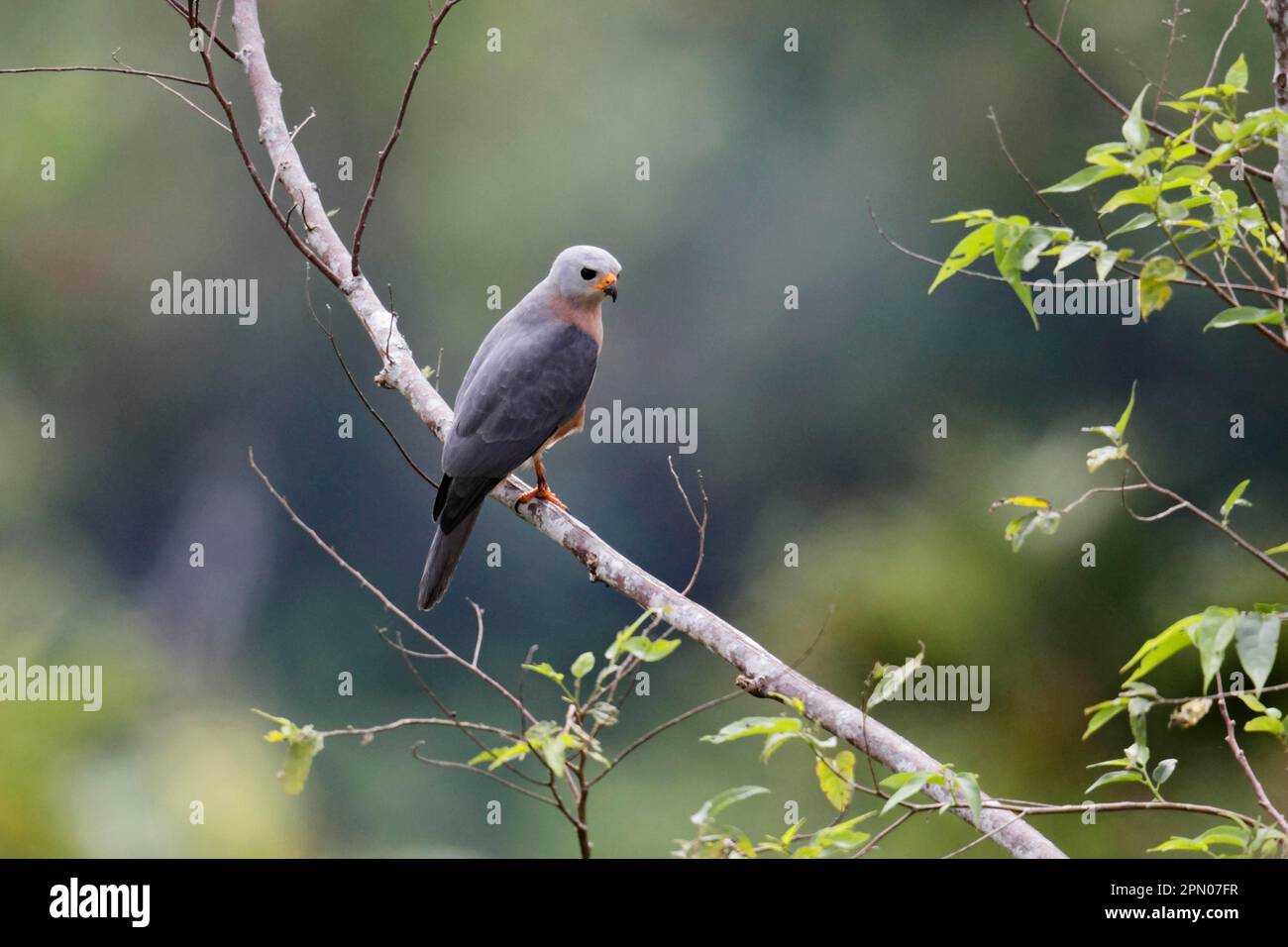 Variable Goshawk (Accipiter hiogaster lavongai) adult, perched on branch, Lelet Plateau, New ...