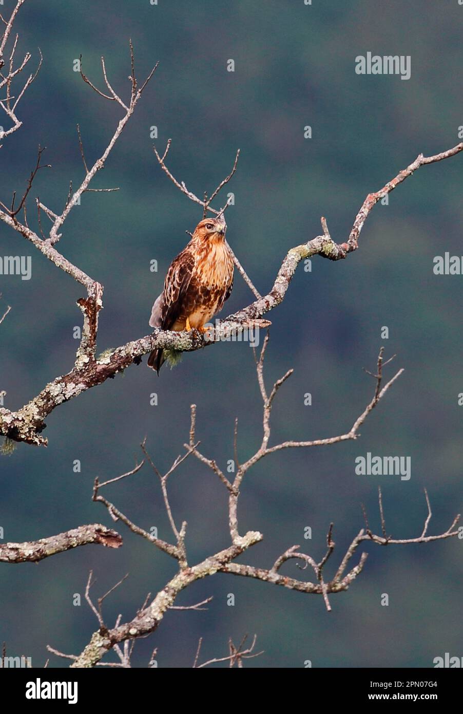 Japonicus, Eastern Buzzard, Eastern steppe buzzards (Buteo buteo ...