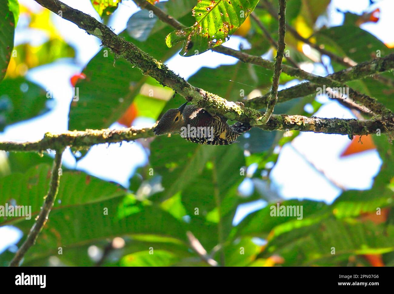 Buff-rumped Woodpecker, Brown-rumped Woodpeckers, Woodpeckers, Animals ...