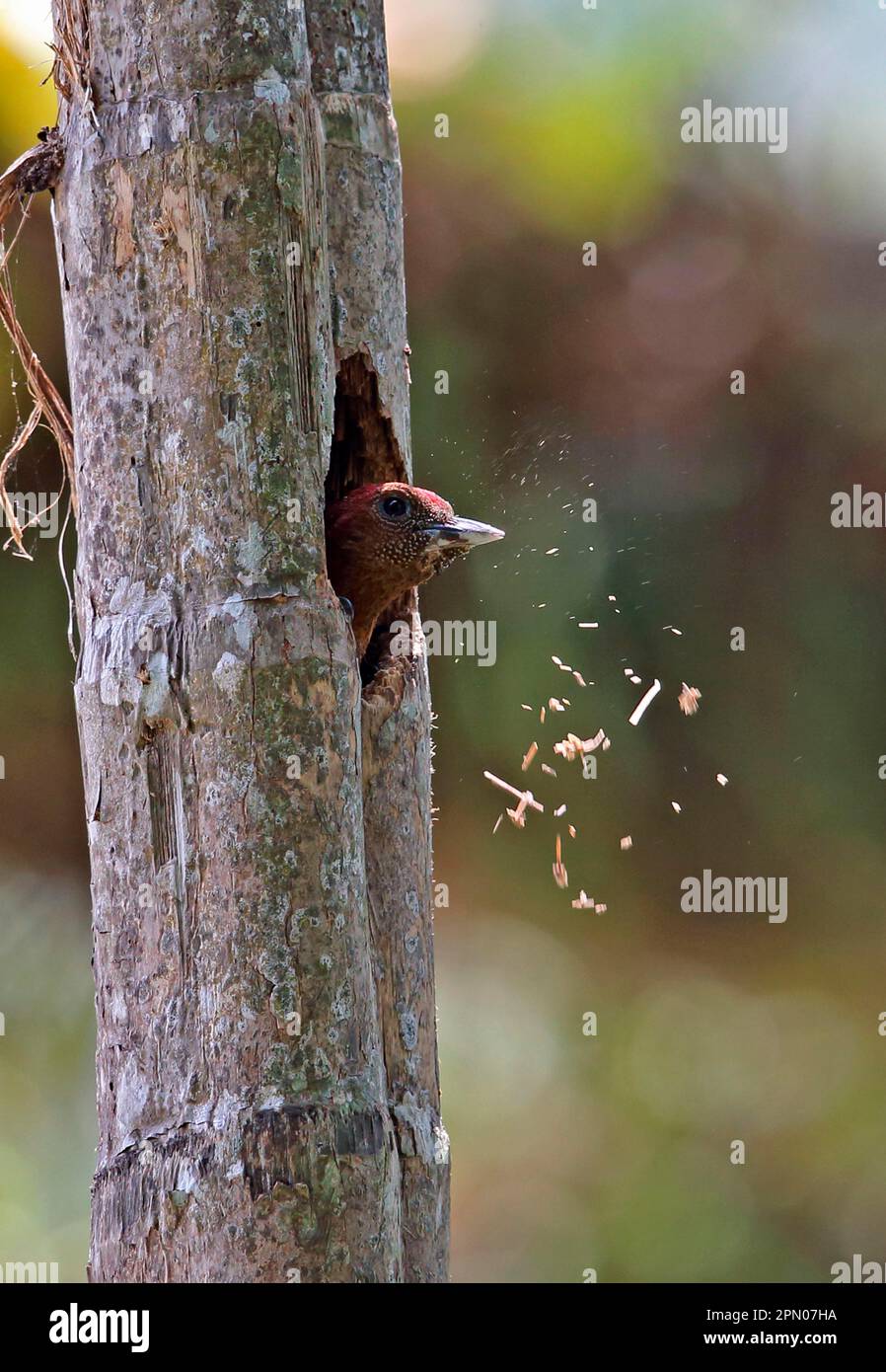 Banded Woodpecker (Picus miniaceus malaccensis), adult female, digging nest hole in tree trunk ...
