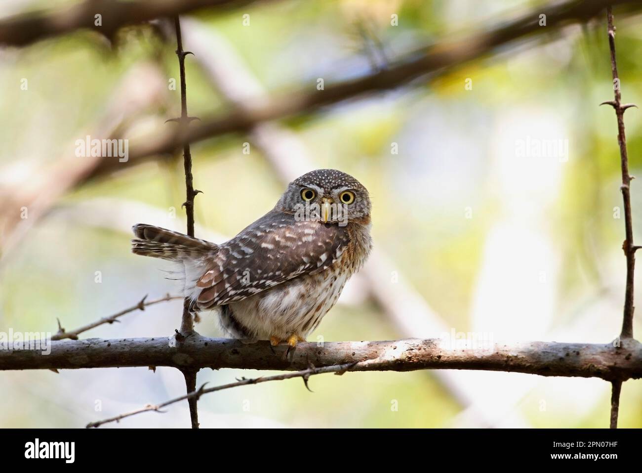 Cuban Pygmy-owl (Glaucidium siju) adult, perched on branch, Zapata ...