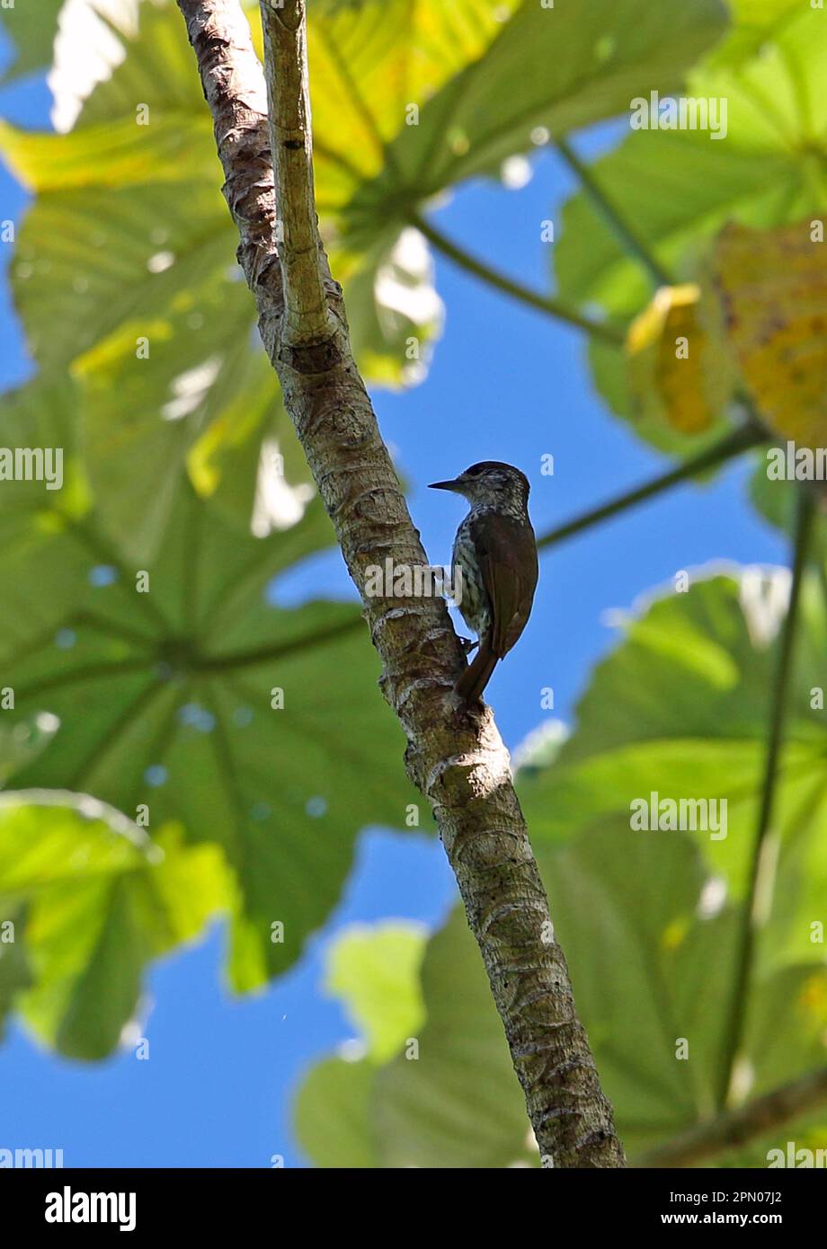 Pileated Woodpecker, Pileated Woodpeckers, Woodpeckers, Animals, Birds ...