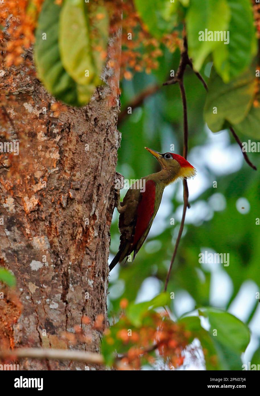 Red-winged Woodpecker, Woodpeckers, Animals, Birds, Woodpeckers ...