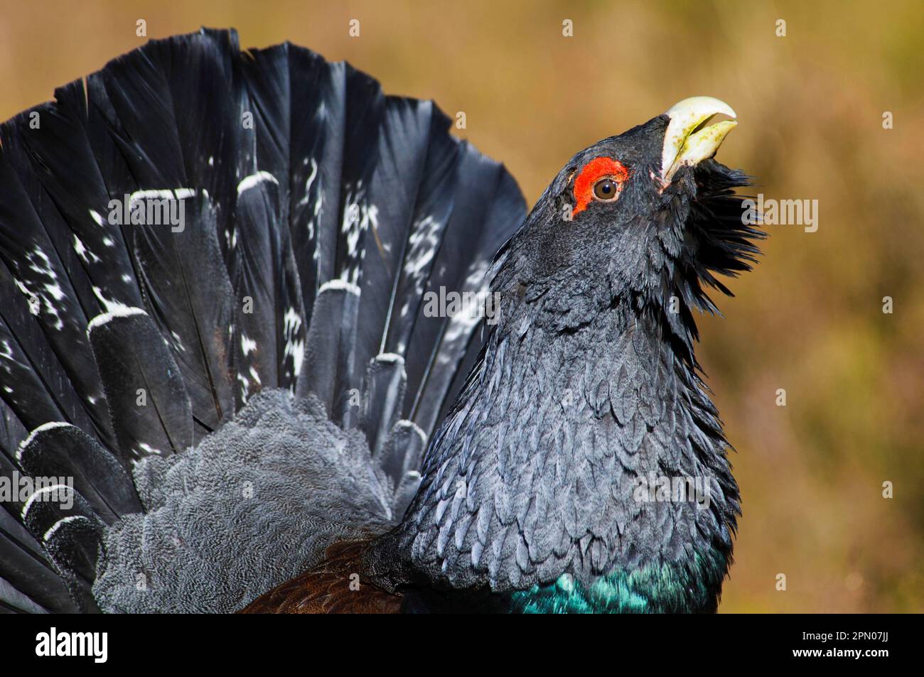 Western western capercaillie (Tetrao urogallus), adult male, close-up ...