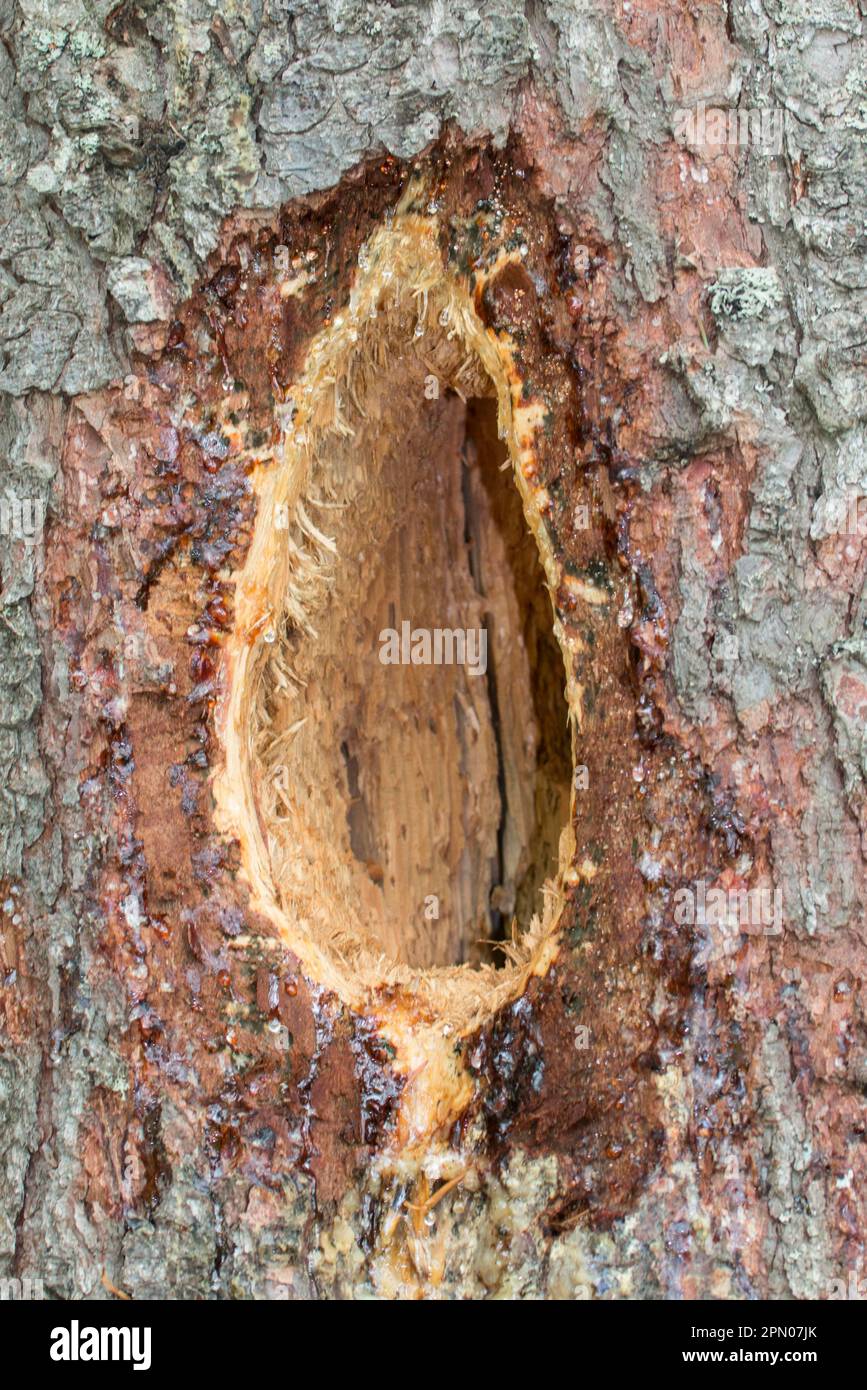 A characteristic rectangular oblong hole excavated by a Black ...