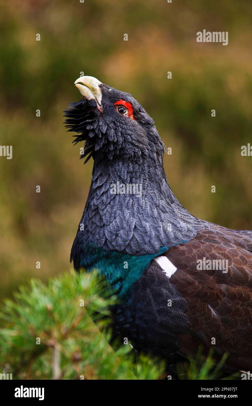 Western western capercaillie (Tetrao urogallus), adult male, close-up ...