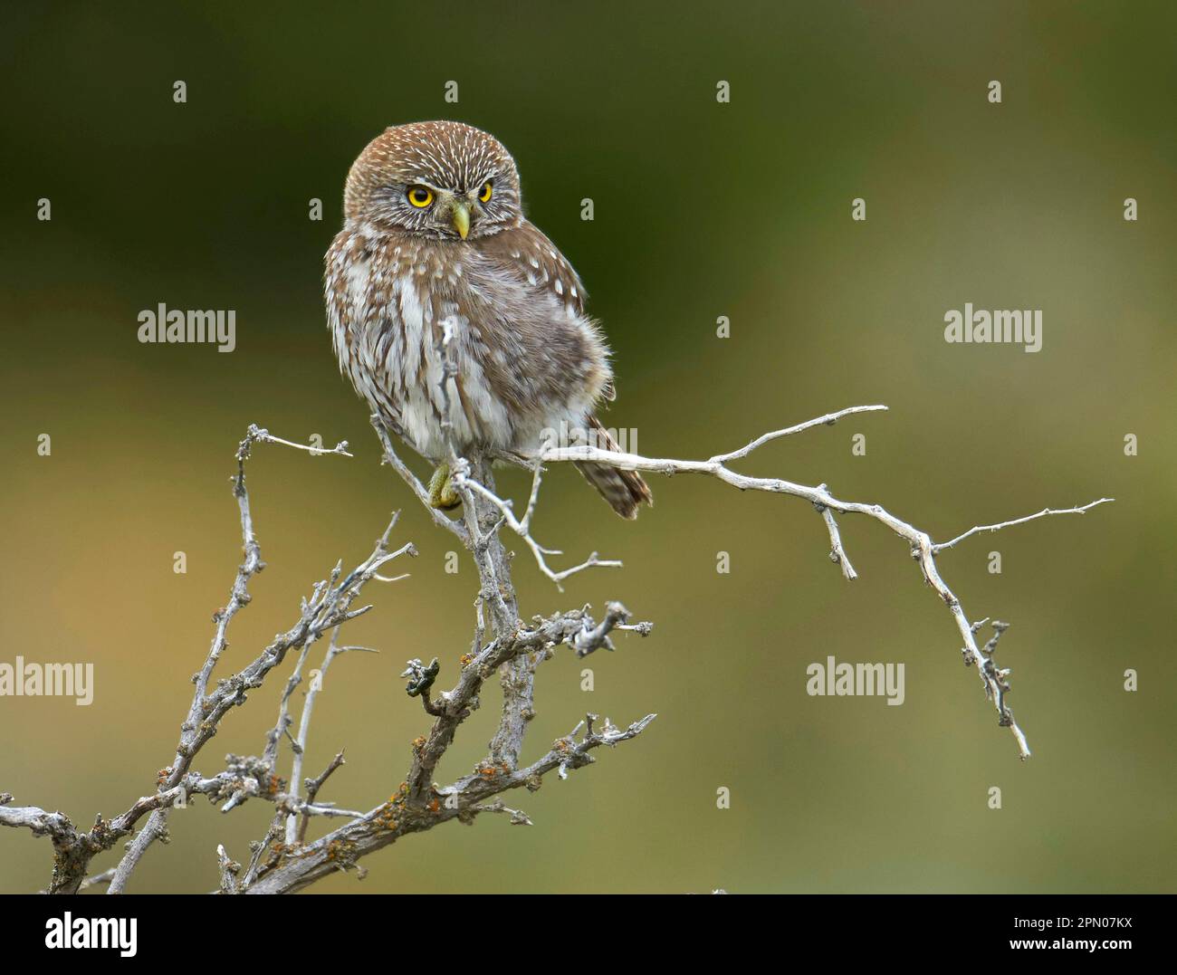 Austral Pygmy-owl (Glaucidium nana) adult, perched on branch, Torres ...