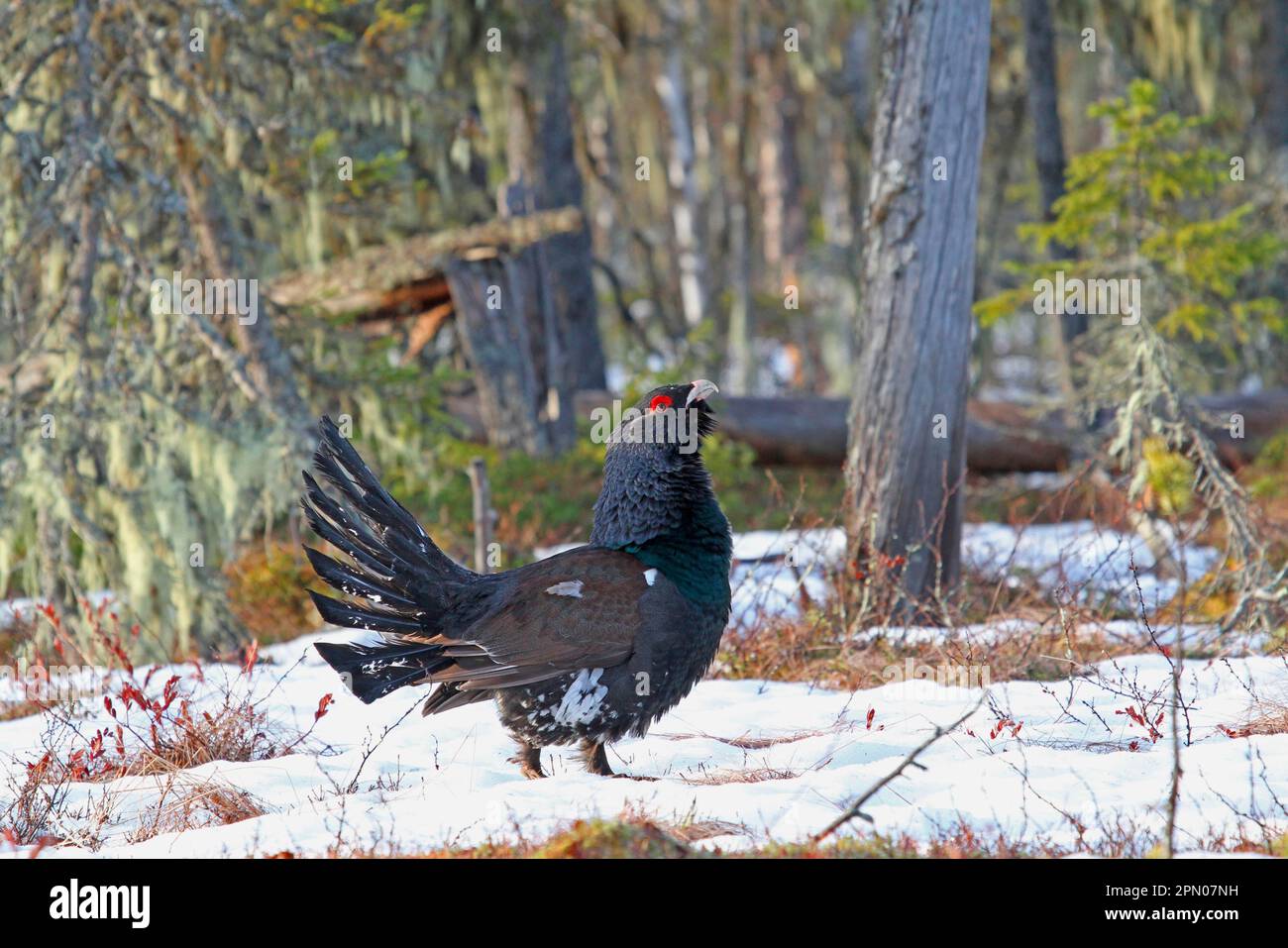 Western Capercaillie (Tetrao urogallus obsoletus) adult male ...