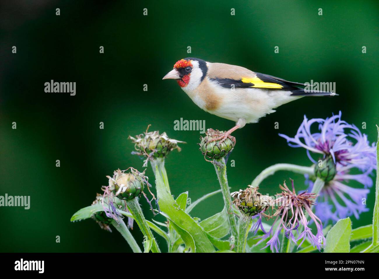 European european goldfinch (Carduelis carduelis) adult, feeding on ...