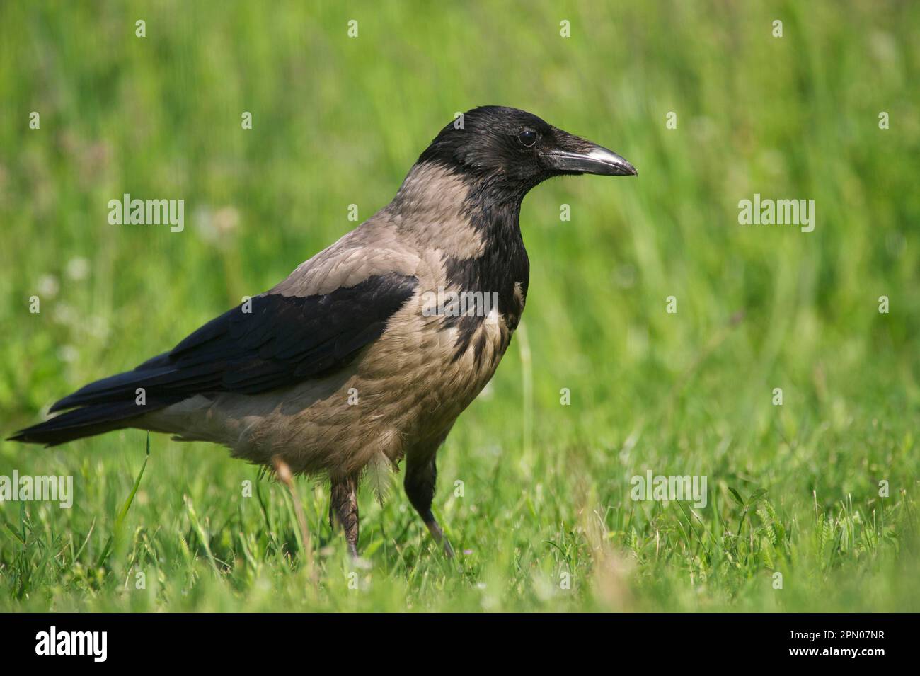 Adult carrion crow standing hi-res stock photography and images - Alamy