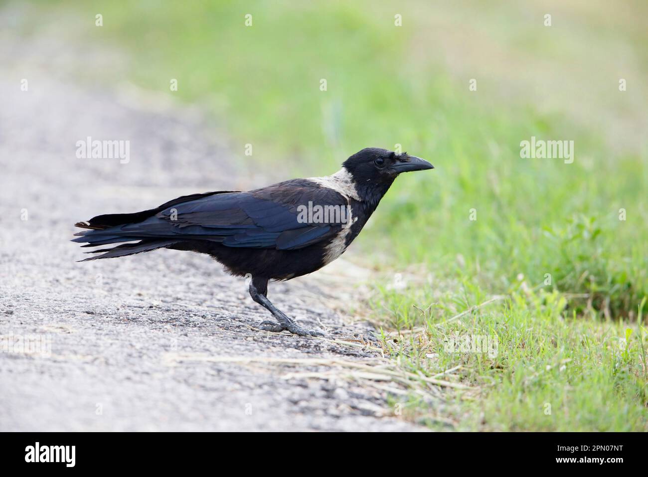 Collared crows hi-res stock photography and images - Alamy