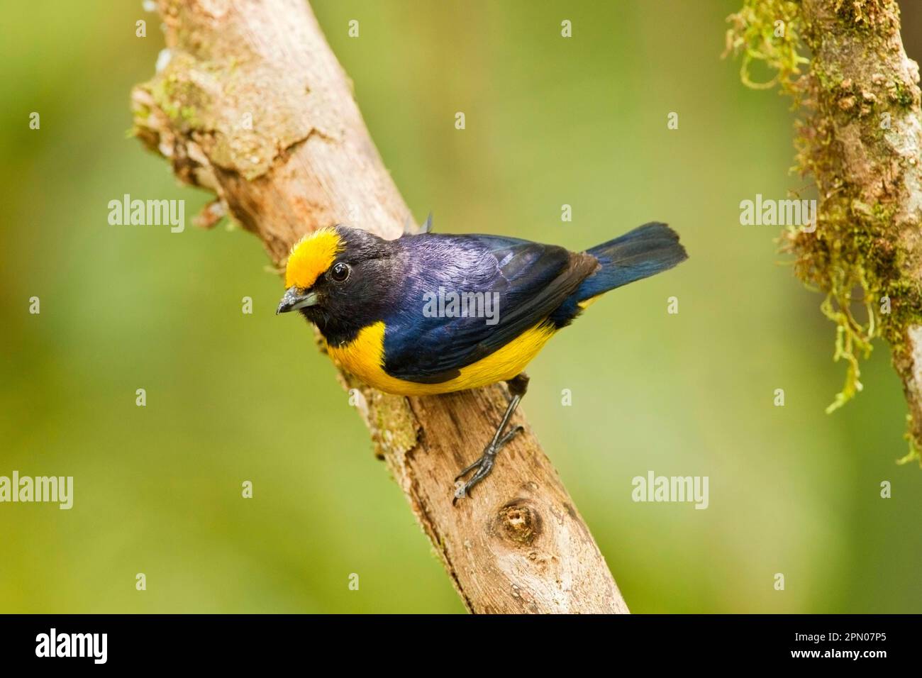 Orange-bellied Euphonia (Euphonia xanthogaster) adult male, perched on ...