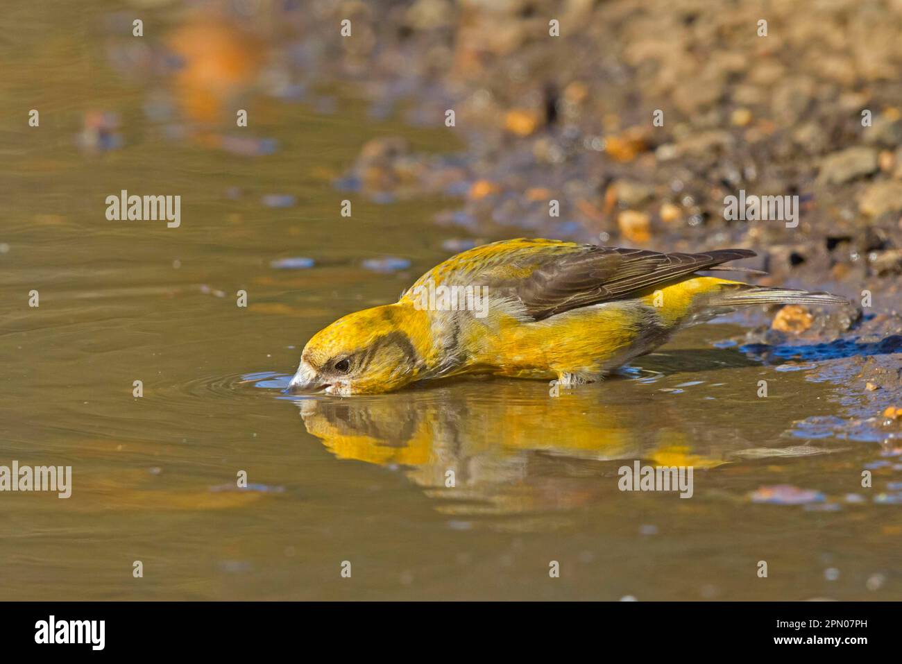 Spruce Crossbill, Spruce Crossbill, common crossbills (Loxia ...
