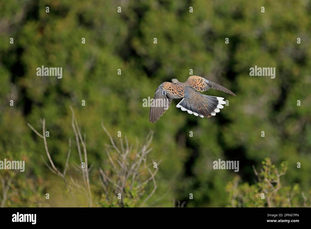 Eurasian turtle dove in flight hi-res stock photography and images - Alamy