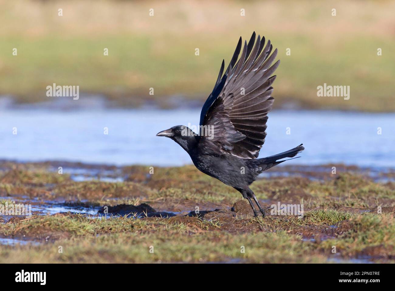 Carrion Crow (Corvus corone) adult, in flight, taking off from marsh ...
