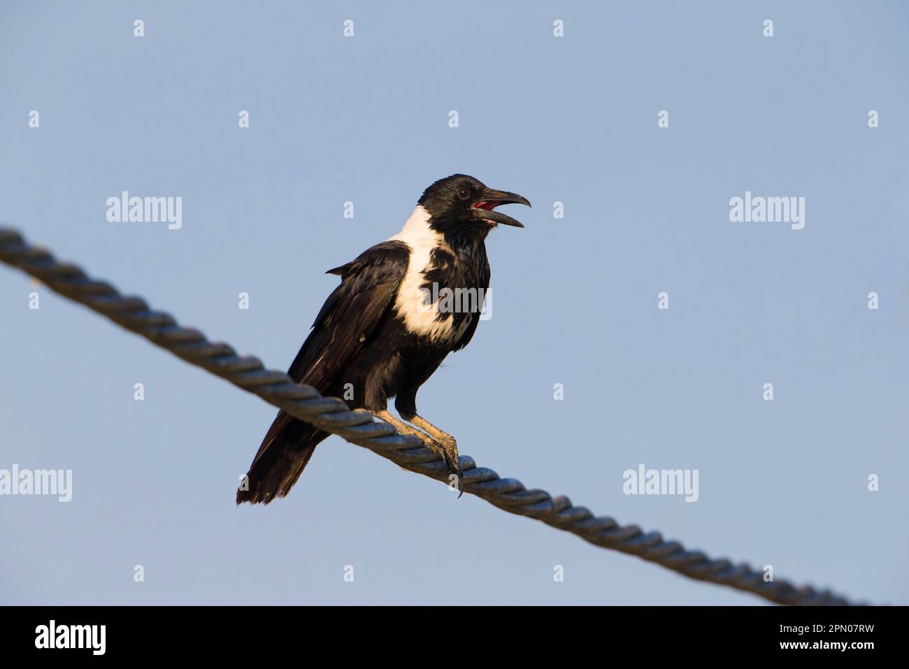 Collared crows hi-res stock photography and images - Alamy