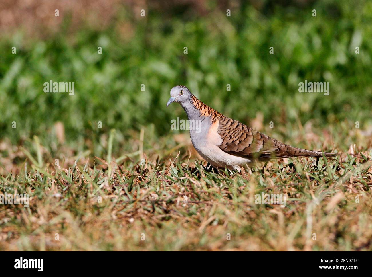 Bar-shouldered Dove (Geopelia humeralis) adult, walking on grass ...
