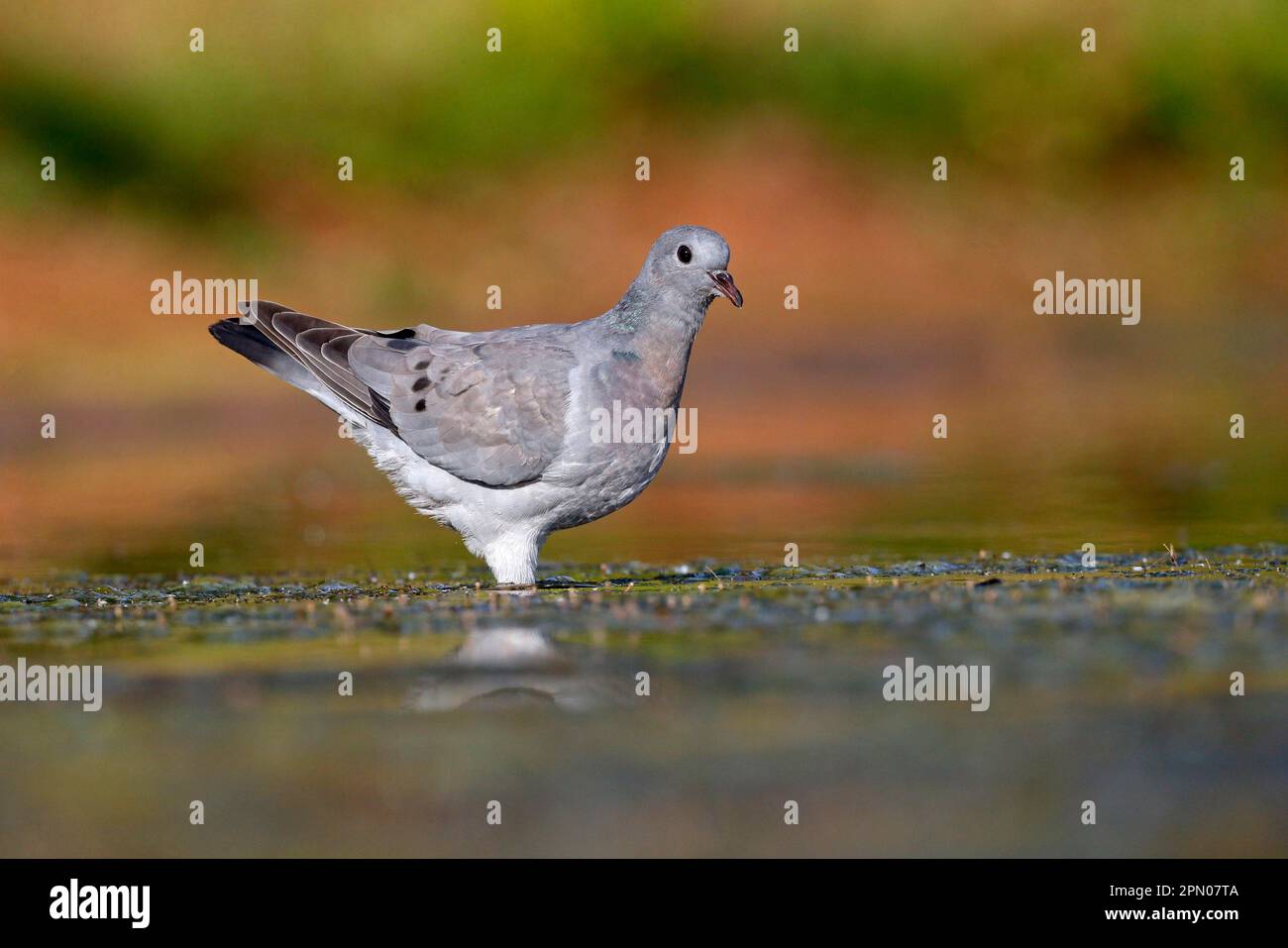 Stock Dove (Columba oenas) immature, drinking, Warwickshire, England ...